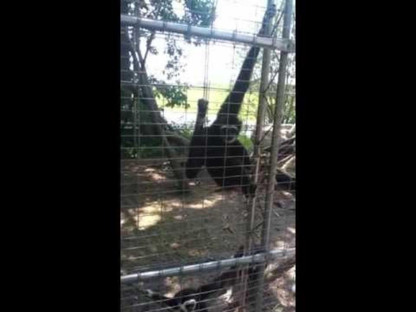 Monkey Tries to Steal Tablet | Jukin Licensing