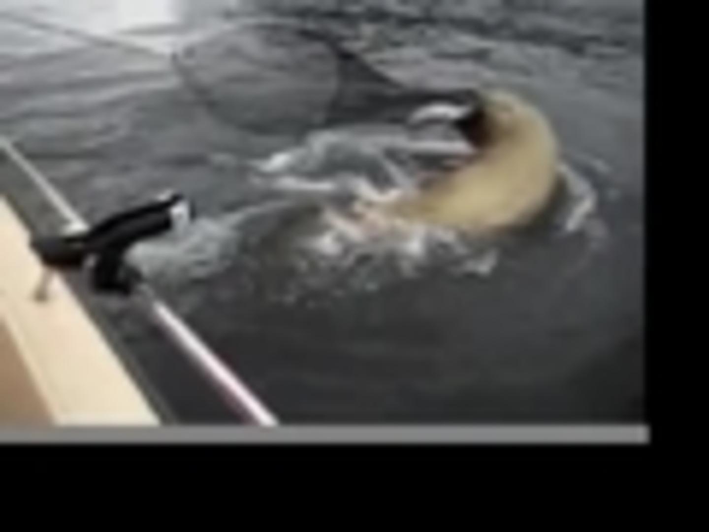 Sea Lion Steals Fish from Fisherman | Jukin Licensing