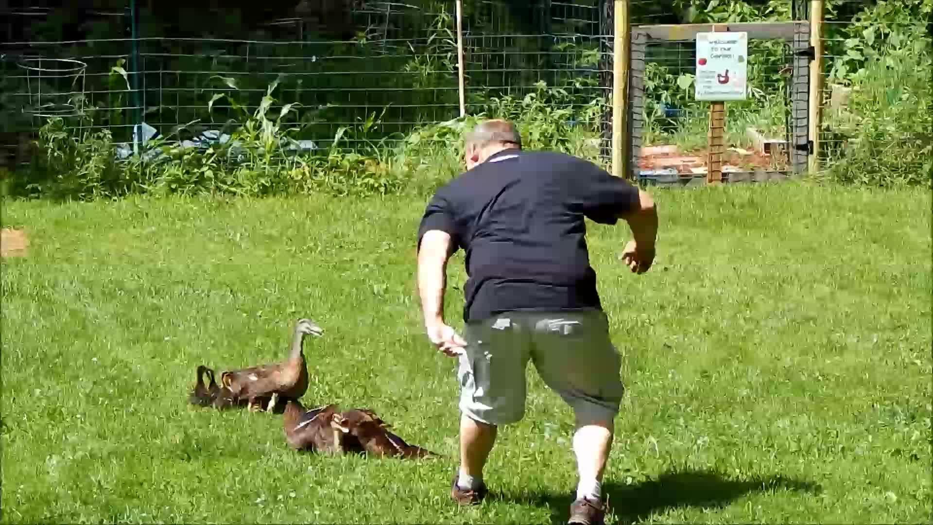Mother Duck Attacks Camera Man | Jukin Media Inc