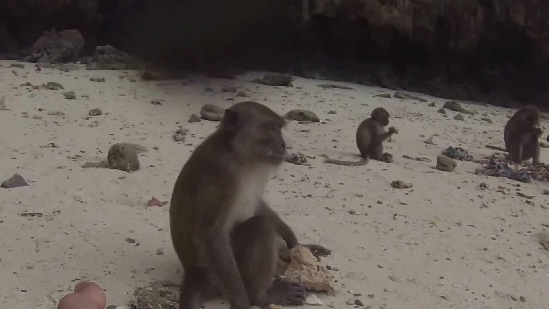 Aggressive Monkeys Chase People | Jukin Media Inc
