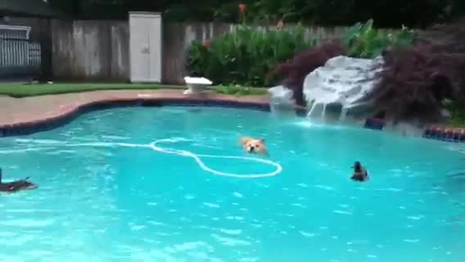 Dog Chases Ducks in Pool | Jukin Licensing