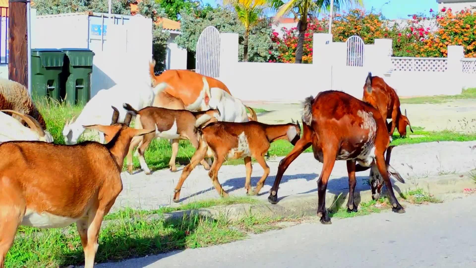 Sneaky Dogs Chase Goats | Jukin Licensing