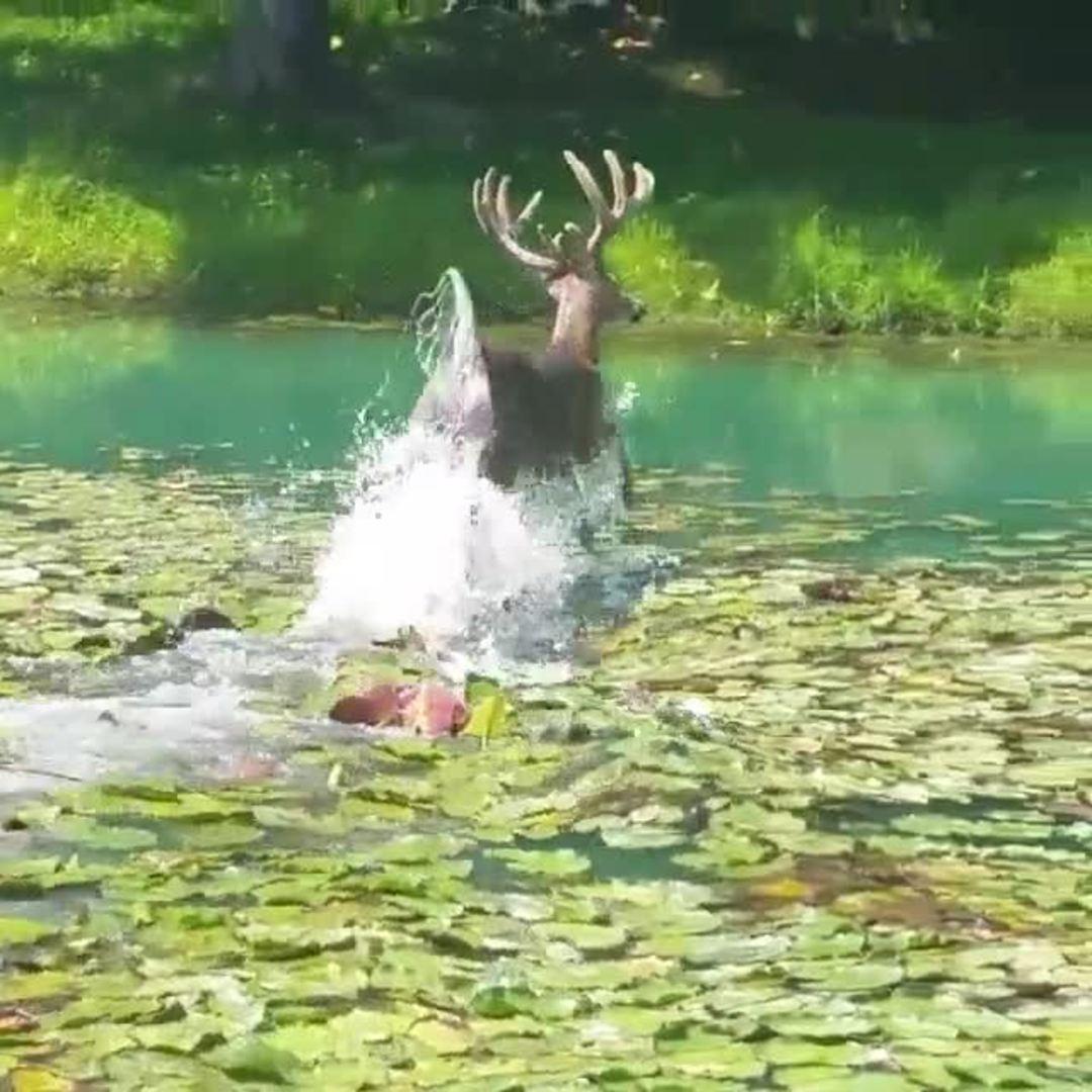 Reindeer Goes Swimming | Jukin Media Inc