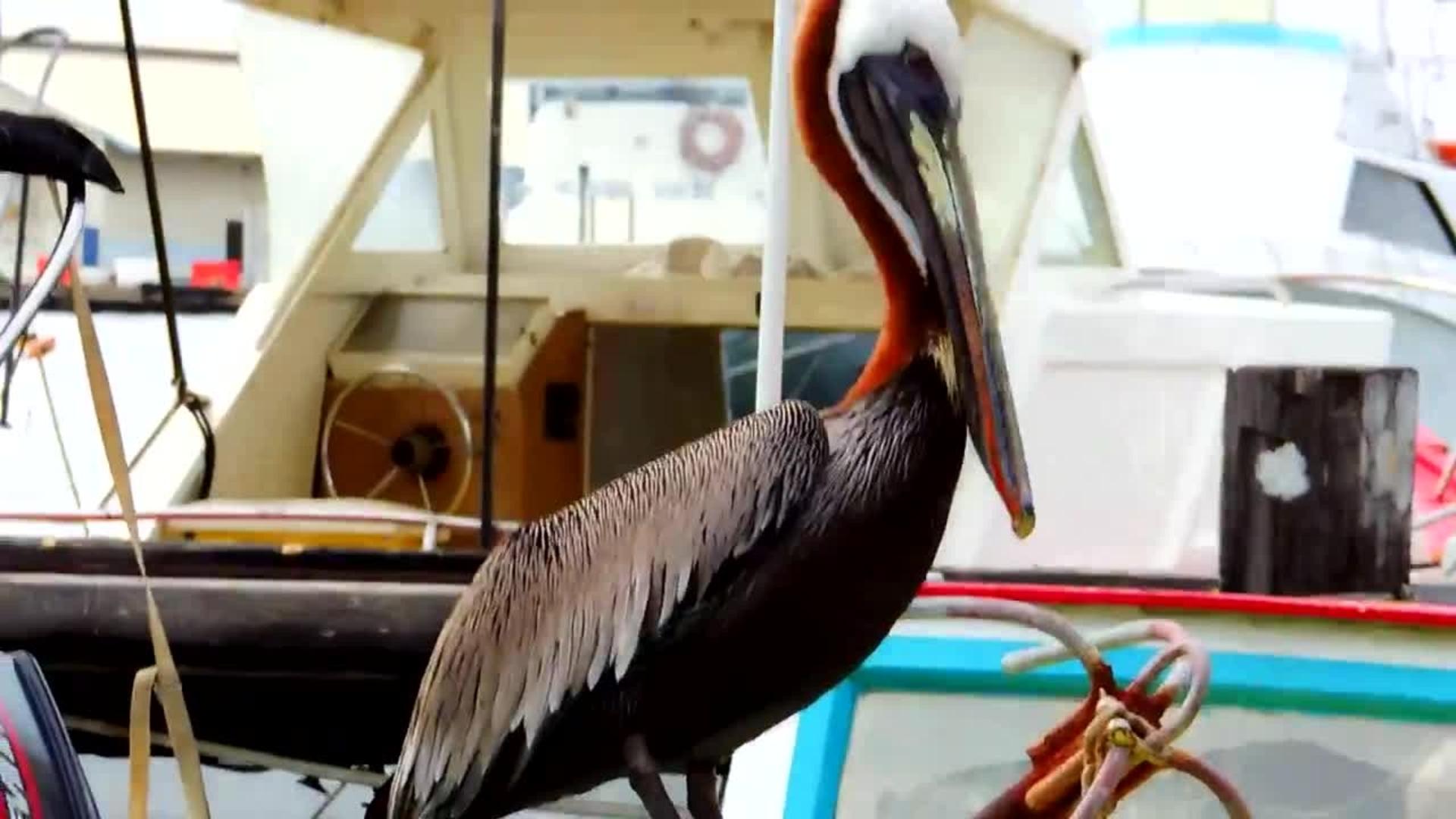 Alien Pelican | Jukin Licensing