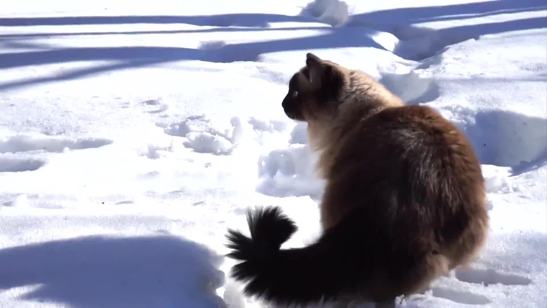 Cats go Sledding | Jukin Licensing