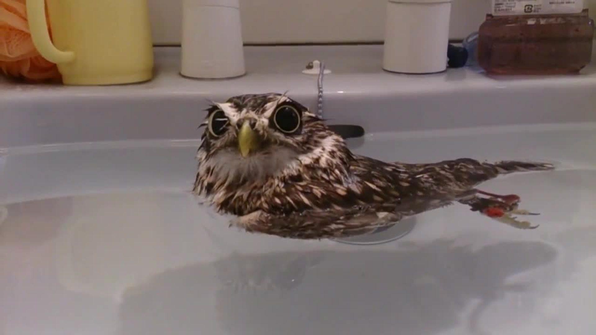 Owl Floats in Sink | Jukin Licensing