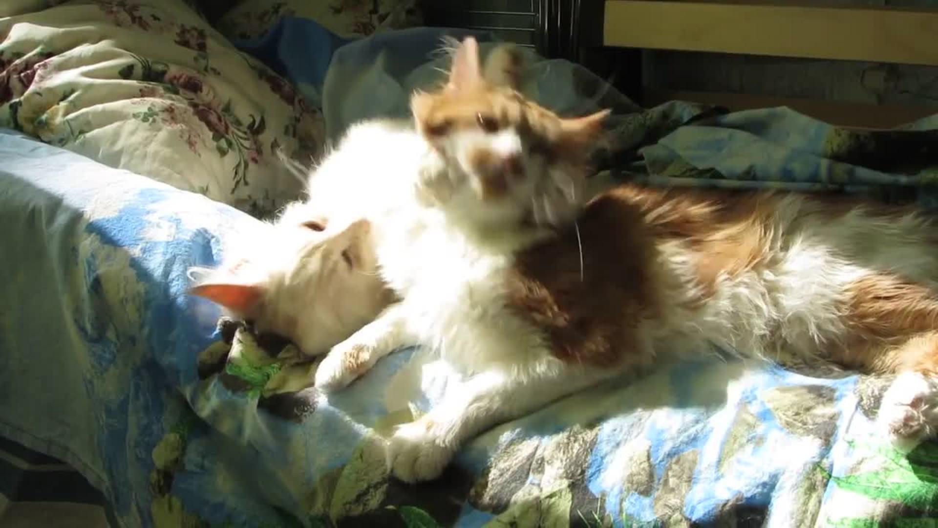 Saint Bernard Barks at Cat and Gets Slapped in Face by Them | Jukin ...