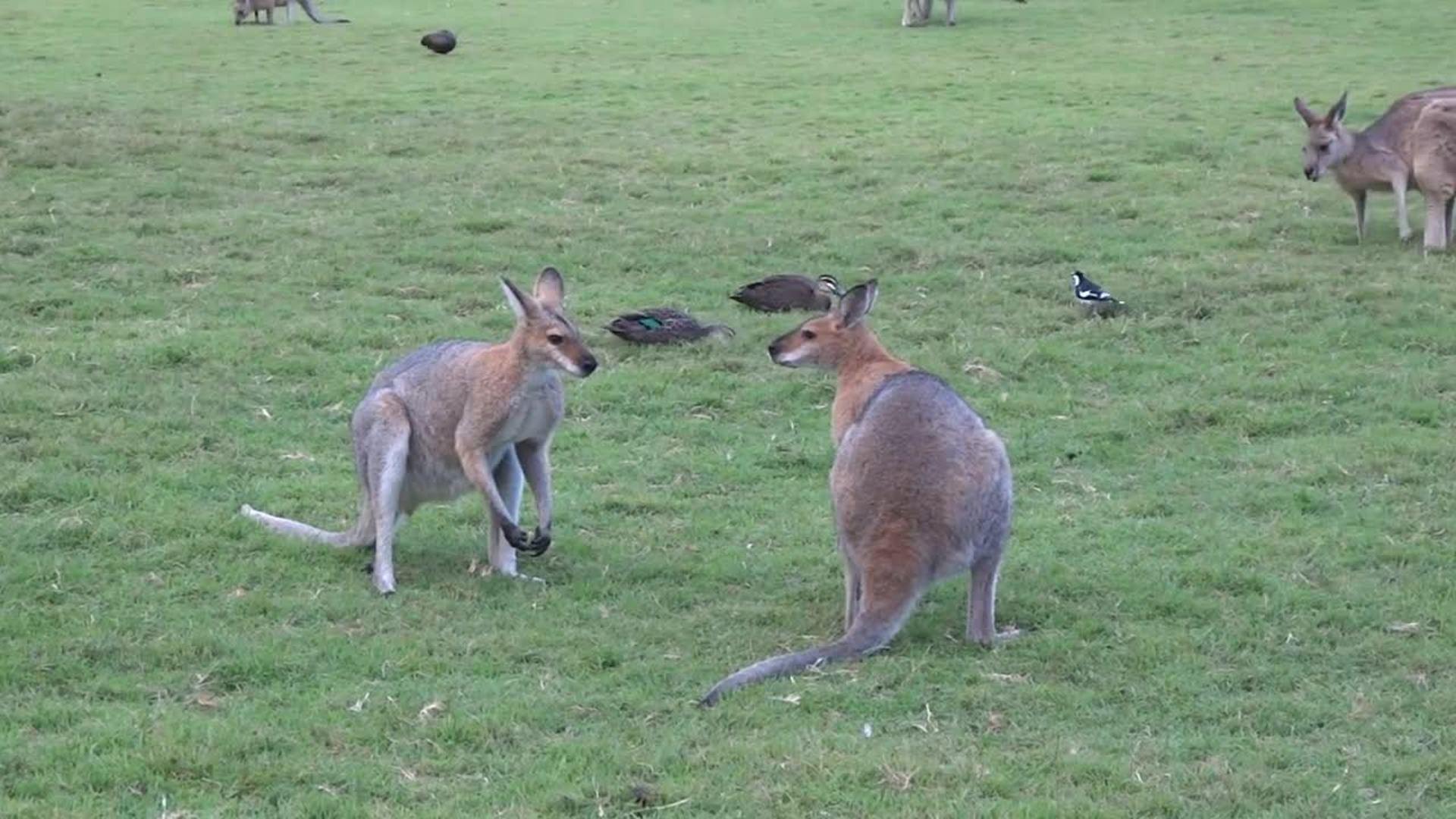 Kangaroos Fight Each Other | Jukin Media Inc