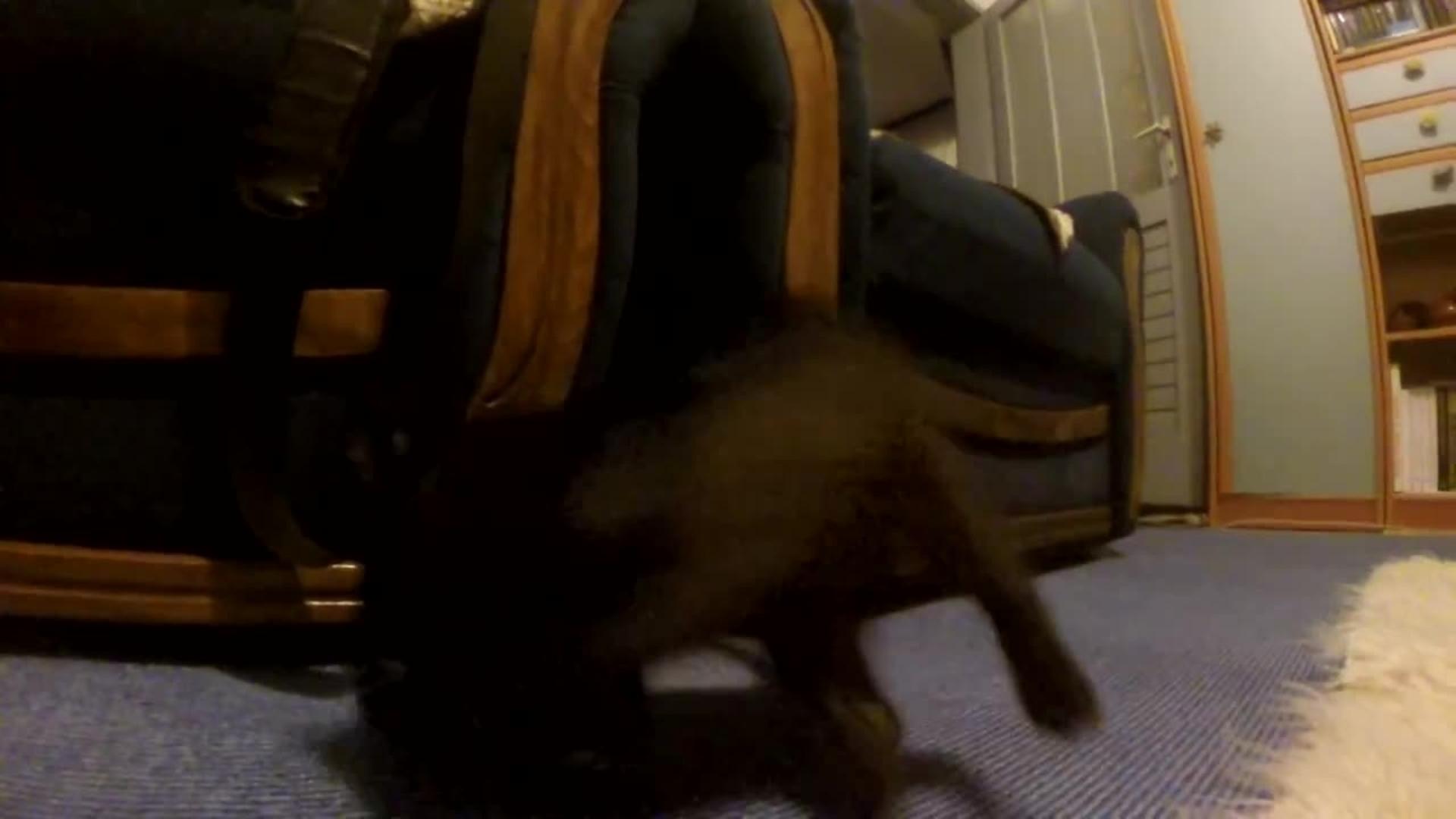 Cat Hits Head on Table | Jukin Media Inc