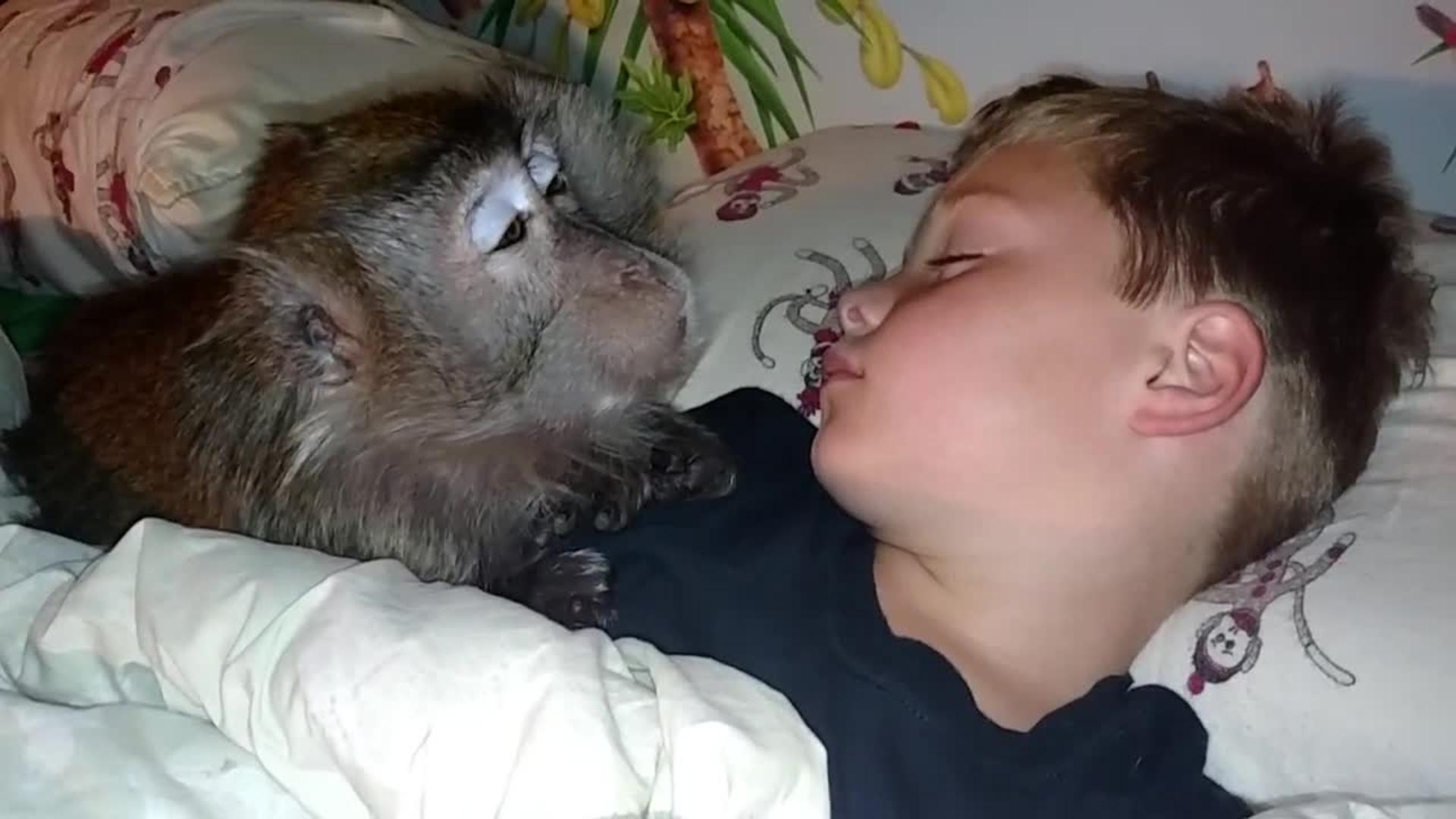 Monkey Tries to Wake Up Kid for School | Jukin Licensing