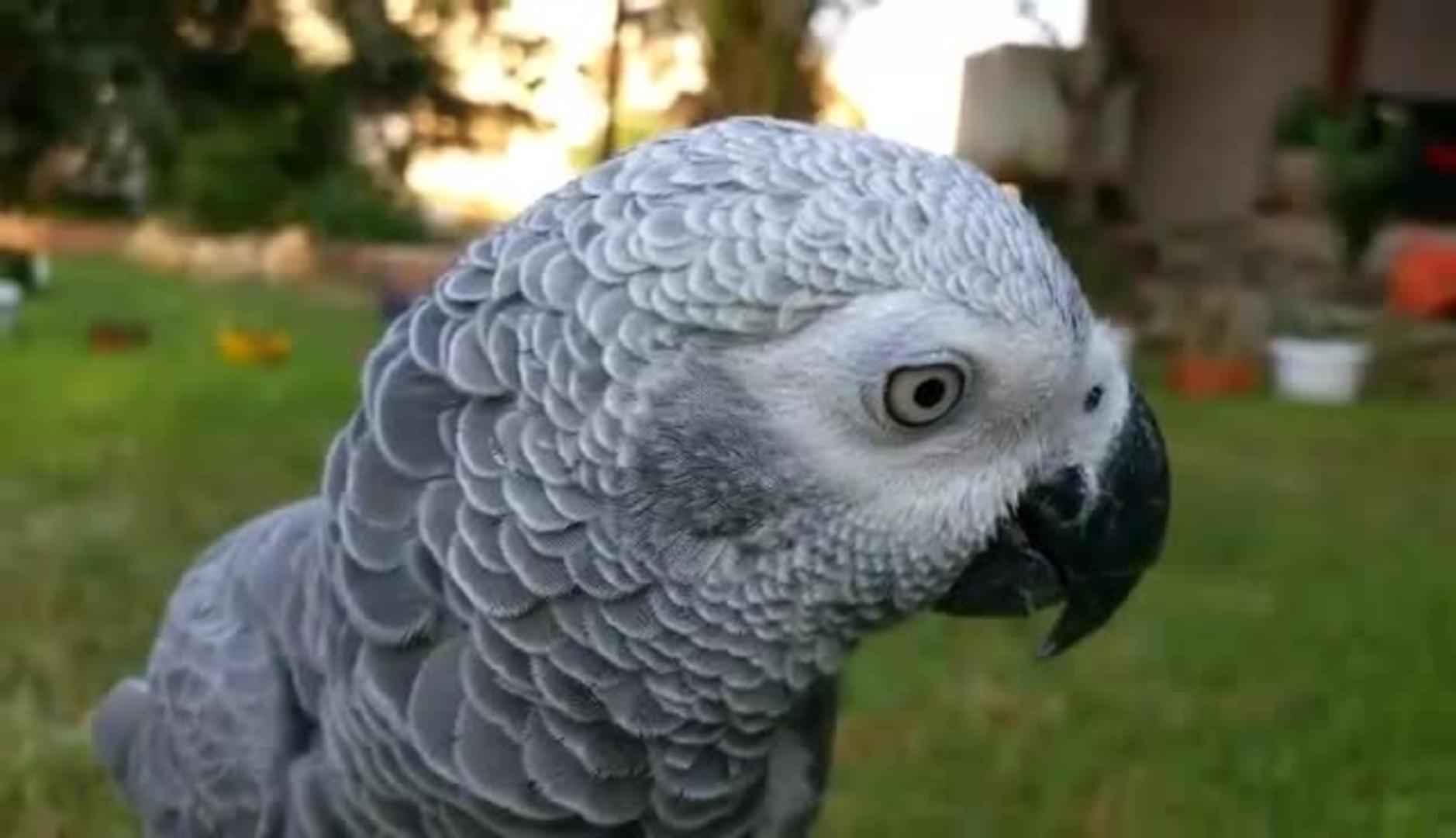 Parrot Displays Talent By Performing Awesome Tricks | Jukin Media Inc
