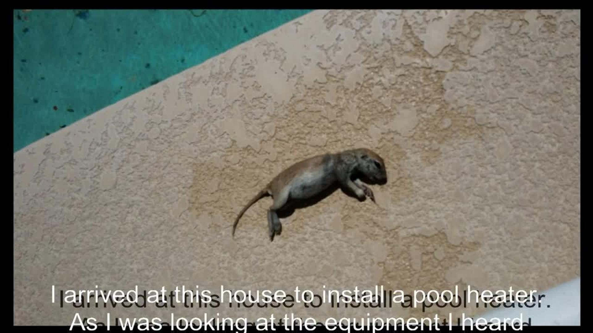 Squirrel Saved from Drowning in Pool | Jukin Licensing