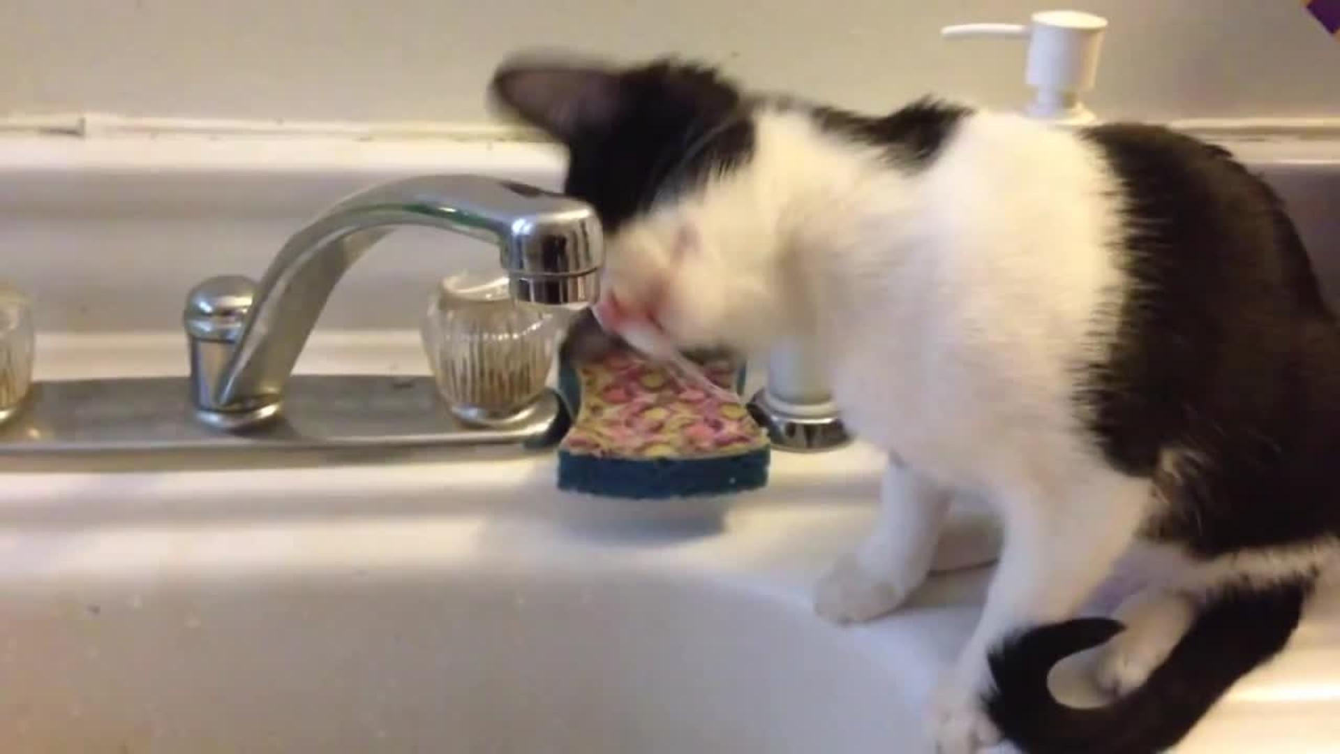 Cute Kitten Plays with Dripping Water | Jukin Licensing