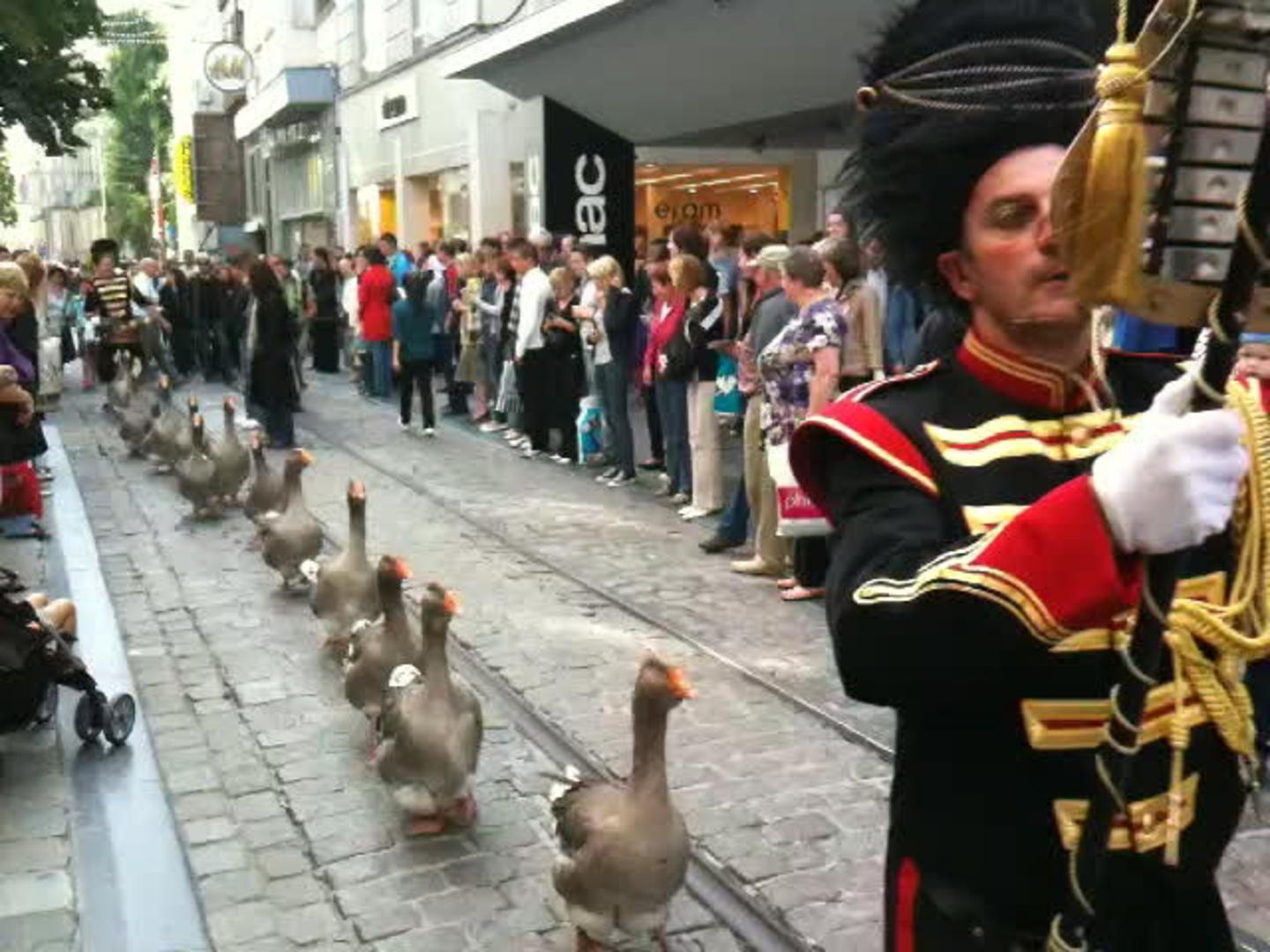 Geese March on Street | Jukin Licensing