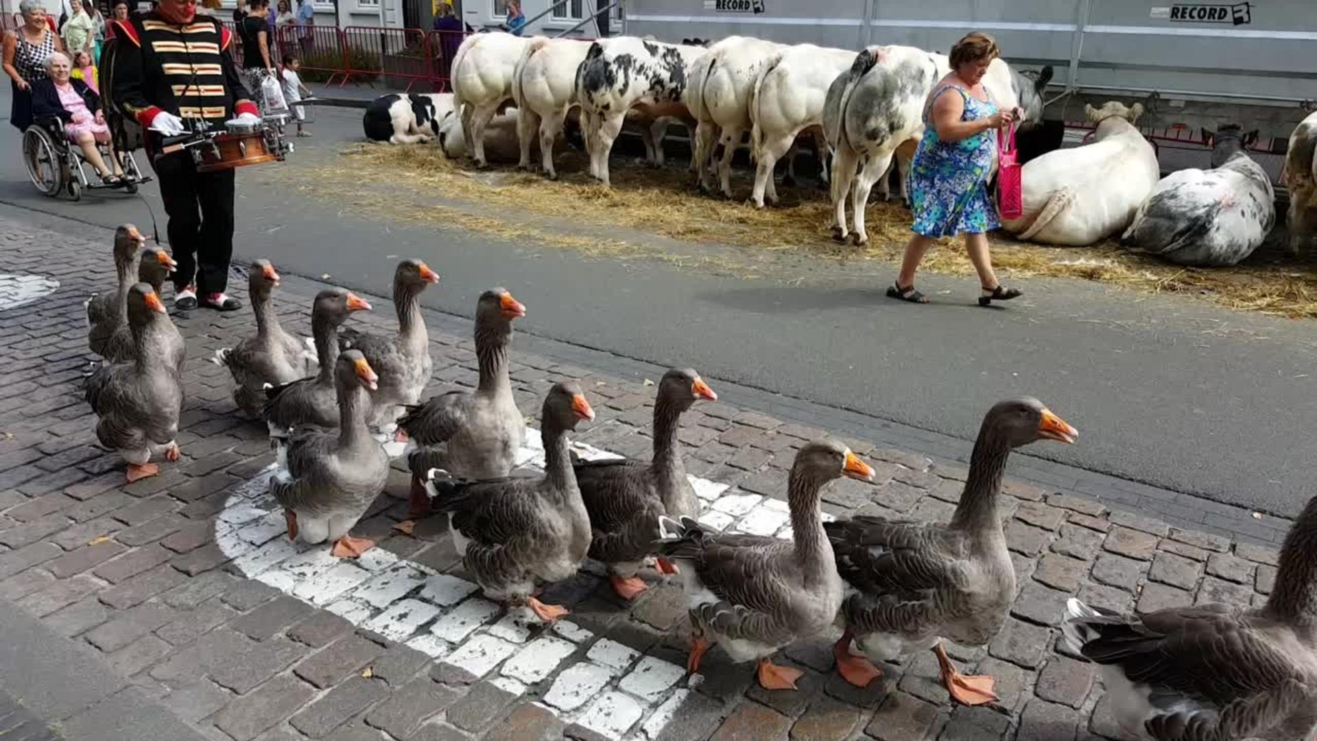 Geese Parade on Sidewalk | Jukin Media Inc
