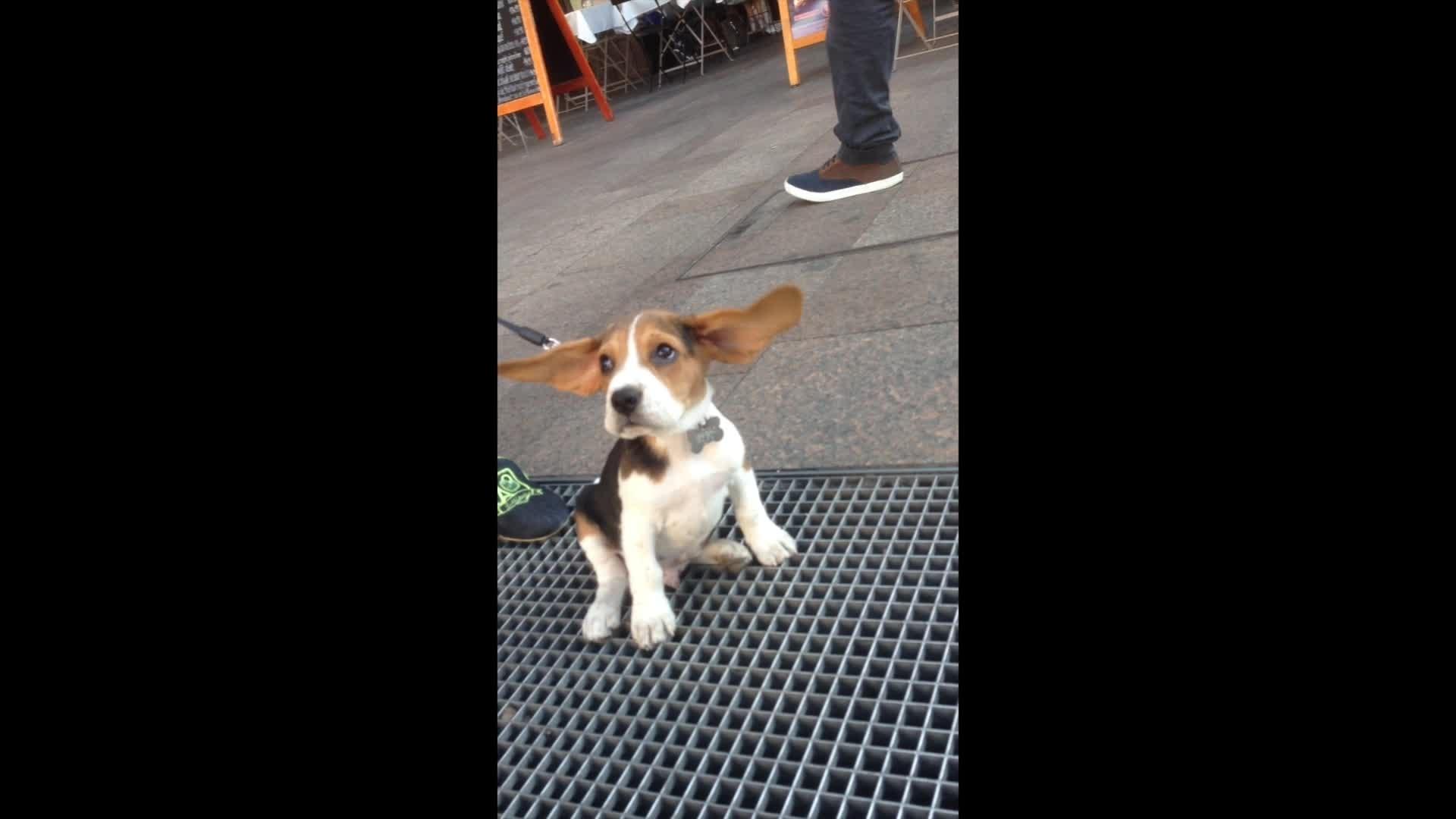 Beagle Puppy's Ears Flap in Wind | Jukin Licensing