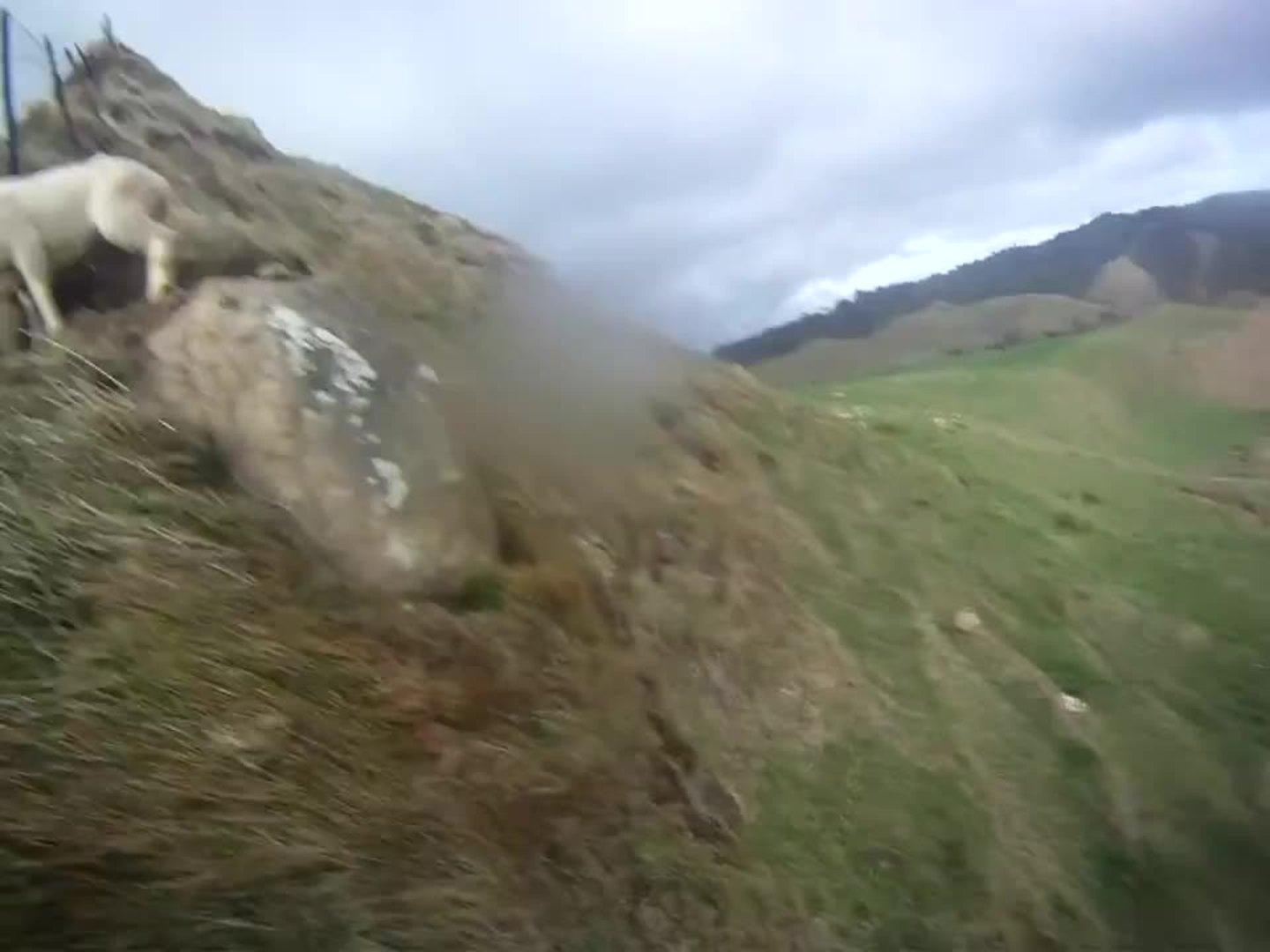 Sheep Falls down Mountain after Being Rescued | Jukin Media Inc