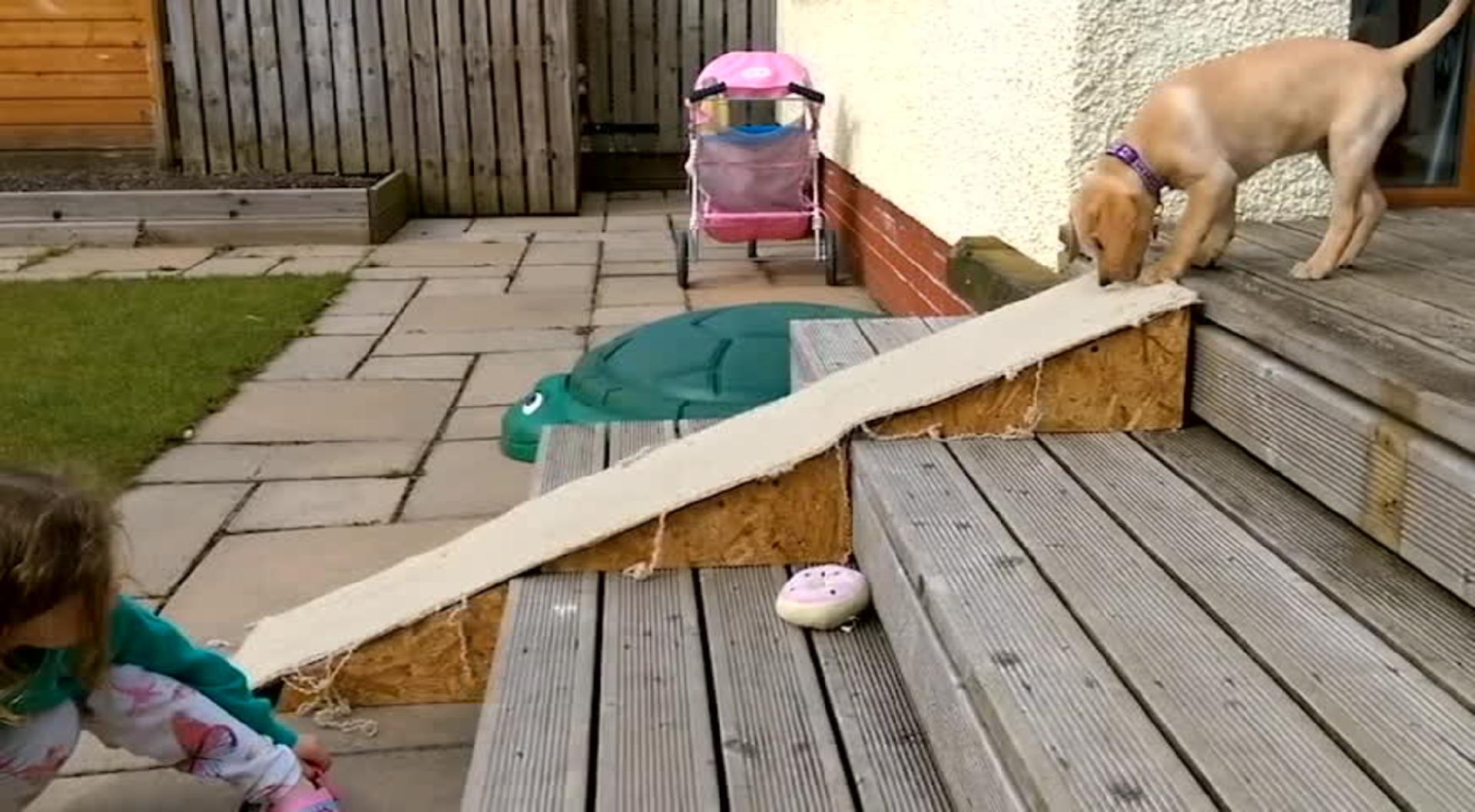 Beagle Slides Down Ramp | Jukin Media Inc