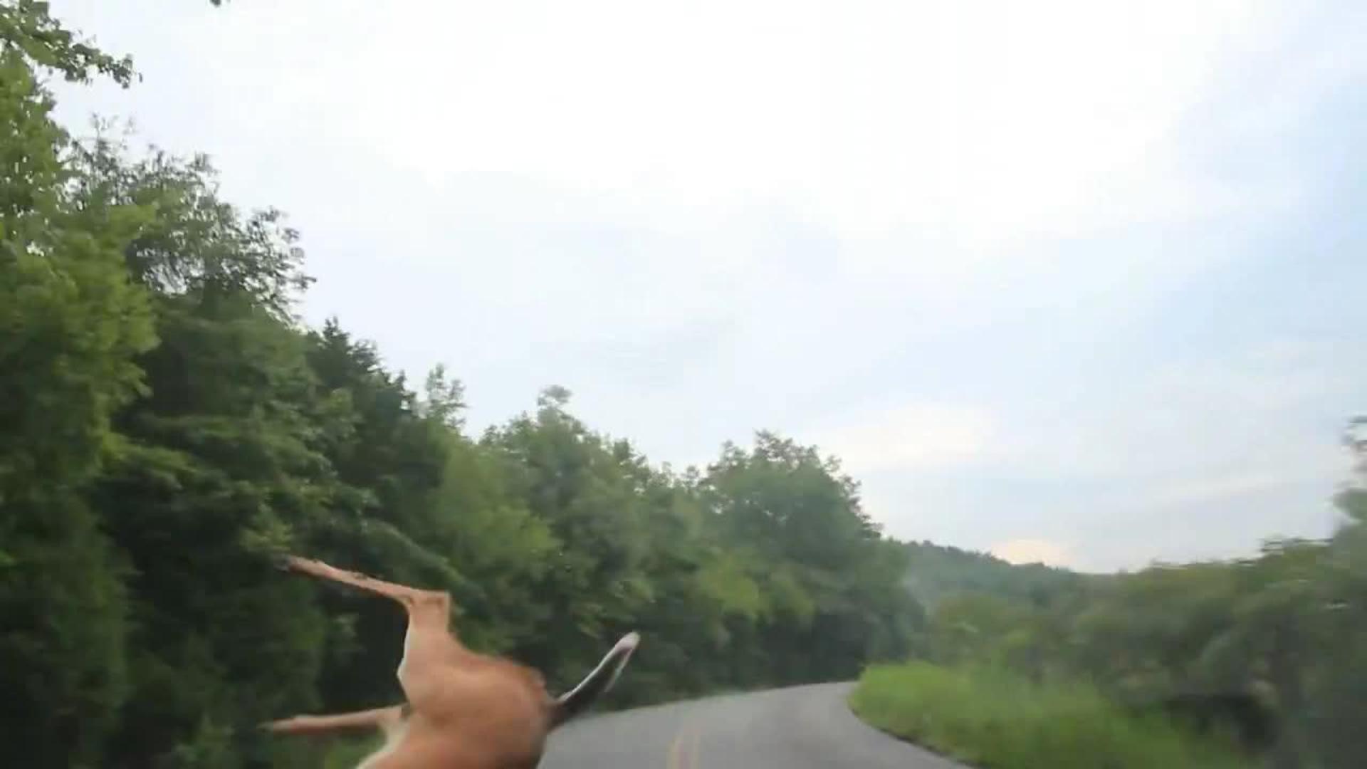 Guy Hits Deer, Feels Terrible about it | Jukin Licensing