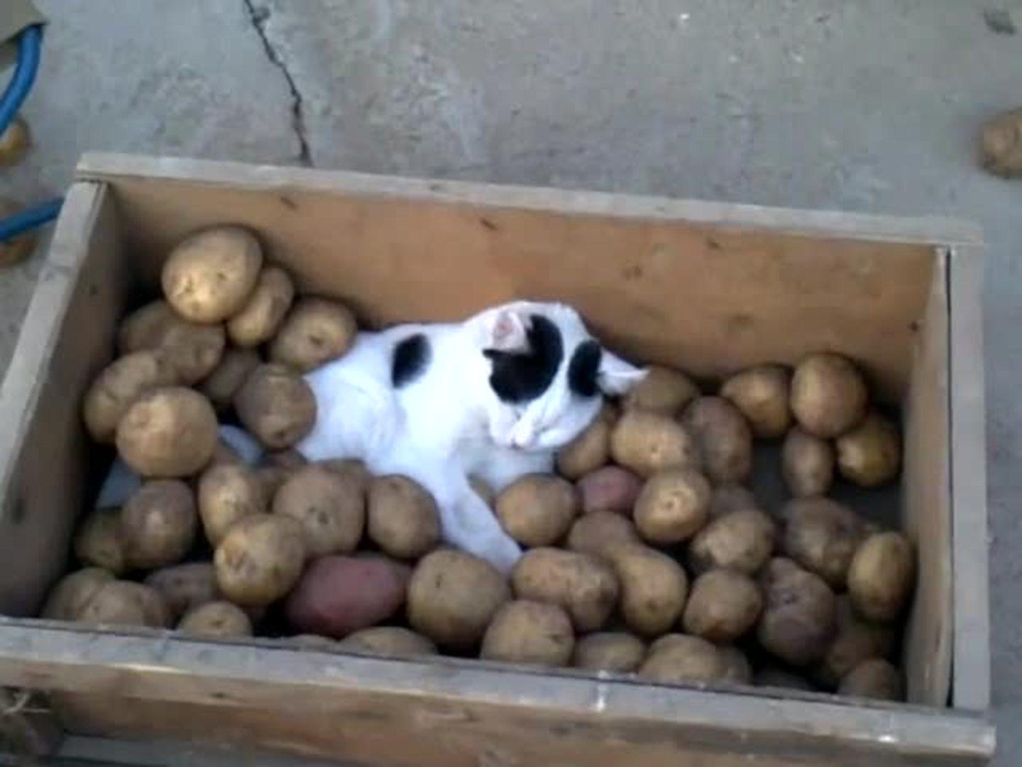 Cat Sleeps in Box of Potatoes | Jukin Licensing