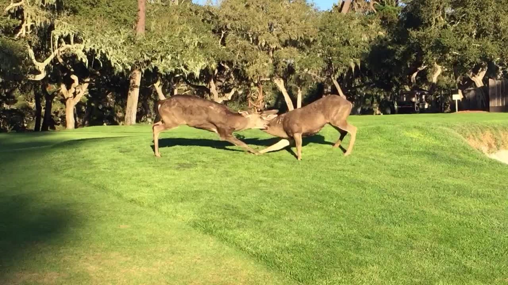 Ram vs. Deer | Jukin Media Inc