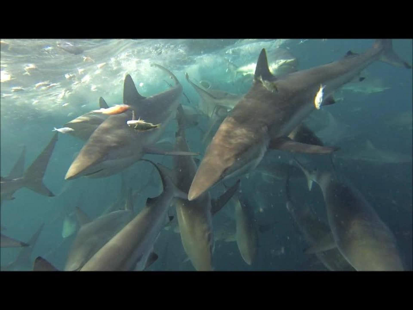 Sharks and Dolphins Feeding Behind Shrimp Boat | Jukin Media Inc
