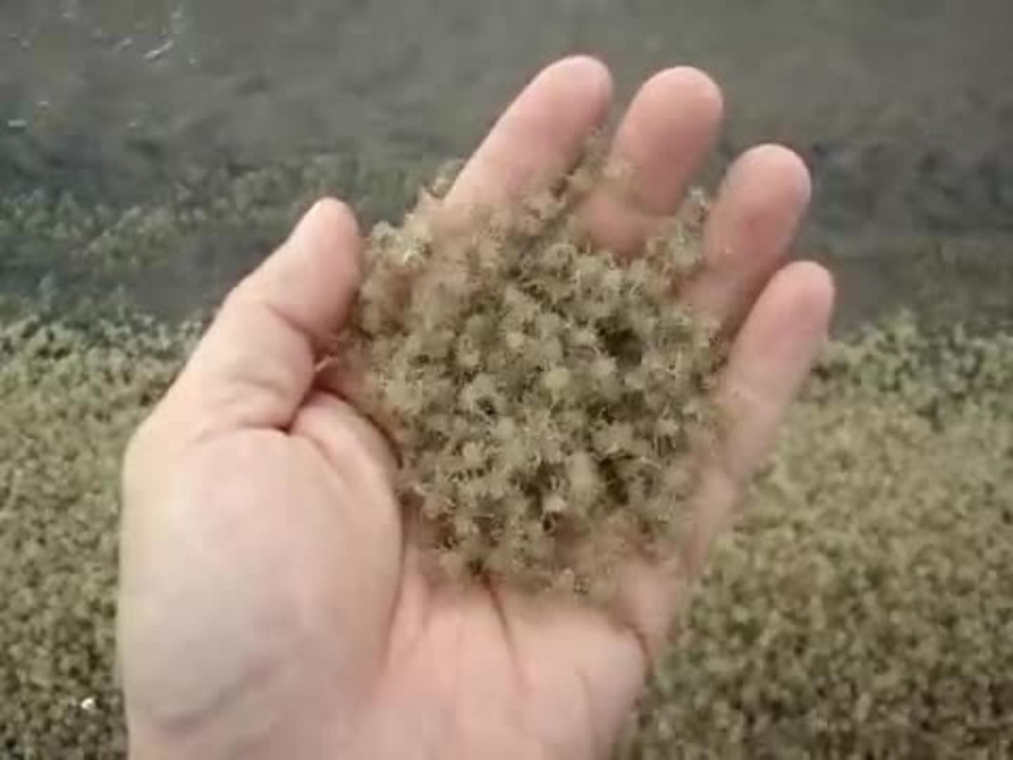 Thousands of Baby Crabs Swarm Beach | Jukin Media Inc