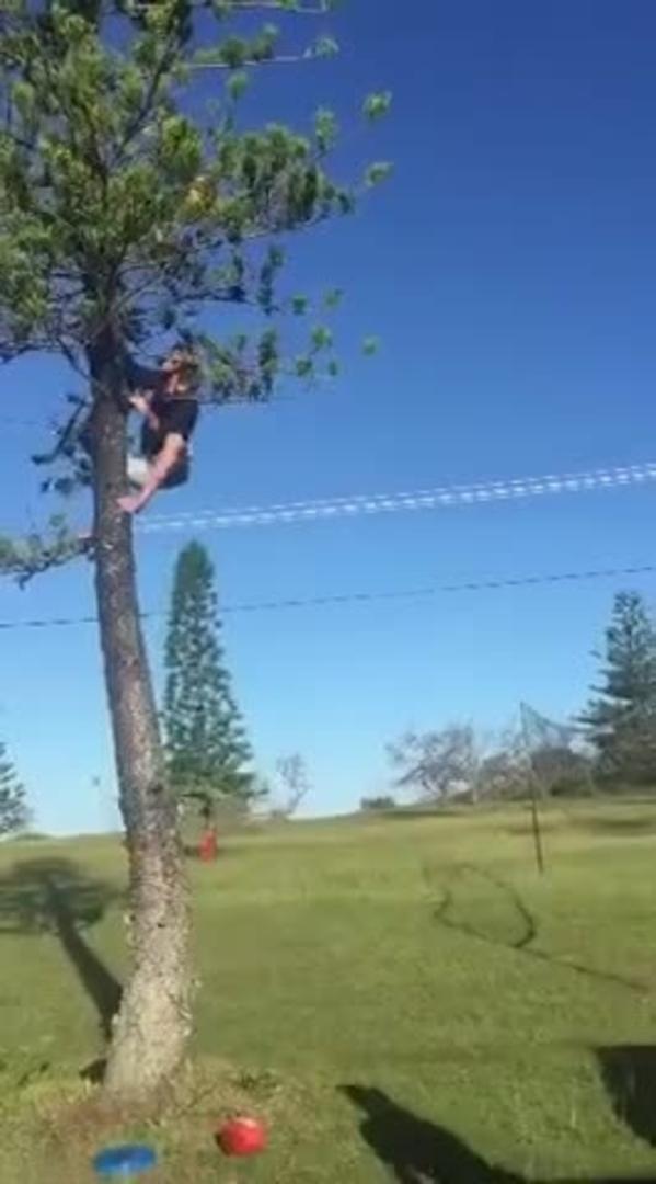 Guy Falls out of Tree Fetching Ball | Jukin Licensing