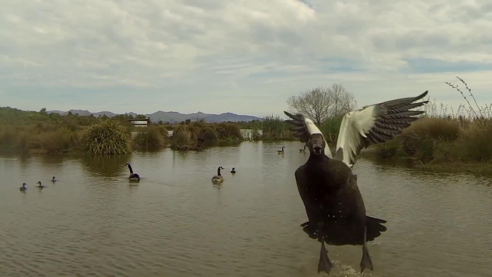 Mother Duck Attacks Camera Man | Jukin Media Inc