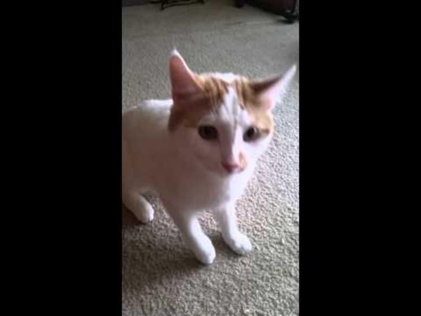 Cat Attacks Owner | Jukin Licensing