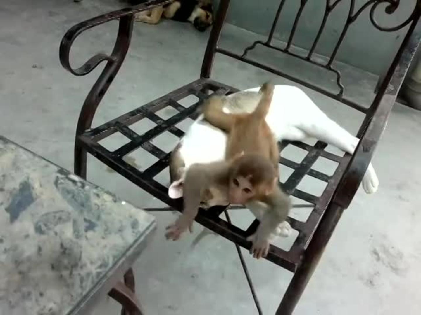 Cat and Monkey Fight like Siblings | Jukin Media Inc