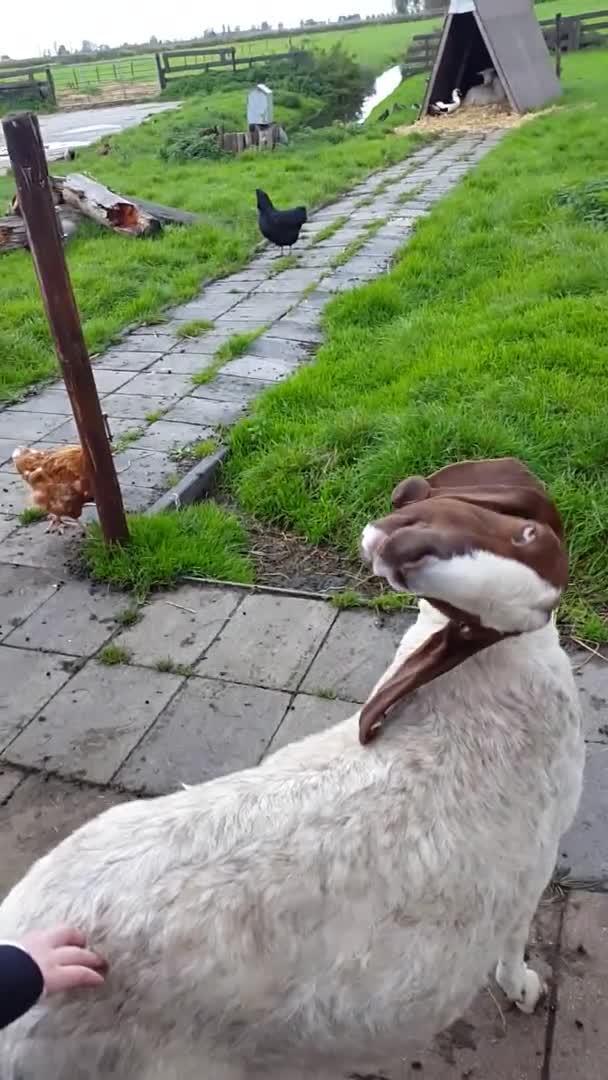 Goat Spins Head 360 Degrees | Jukin Licensing