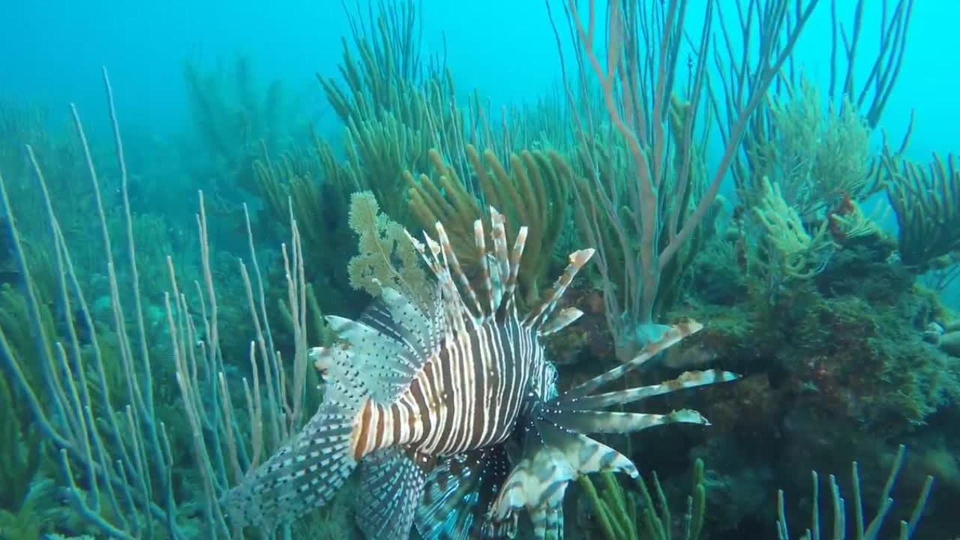 Diver Films Invasive Lionfish | Jukin Licensing