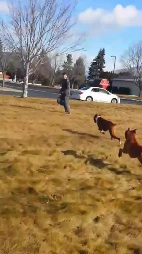 Dog Knocks Down Little Girl | Jukin Media Inc