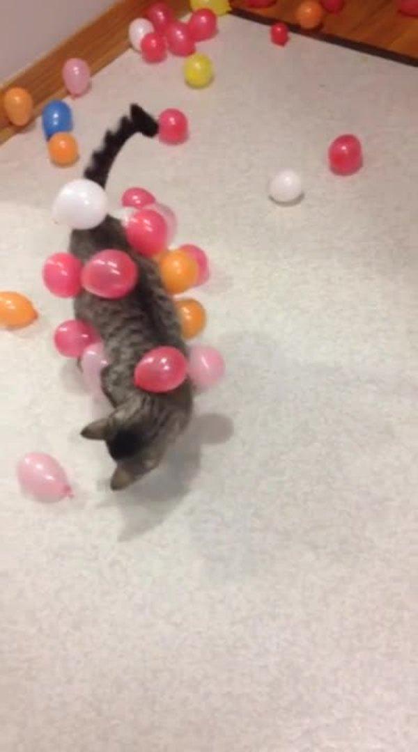 Static Balloons Stick to Cat | Jukin Licensing