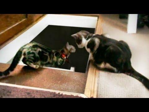 Cat Pushes Other Cat Down Ladder | Jukin Media Inc