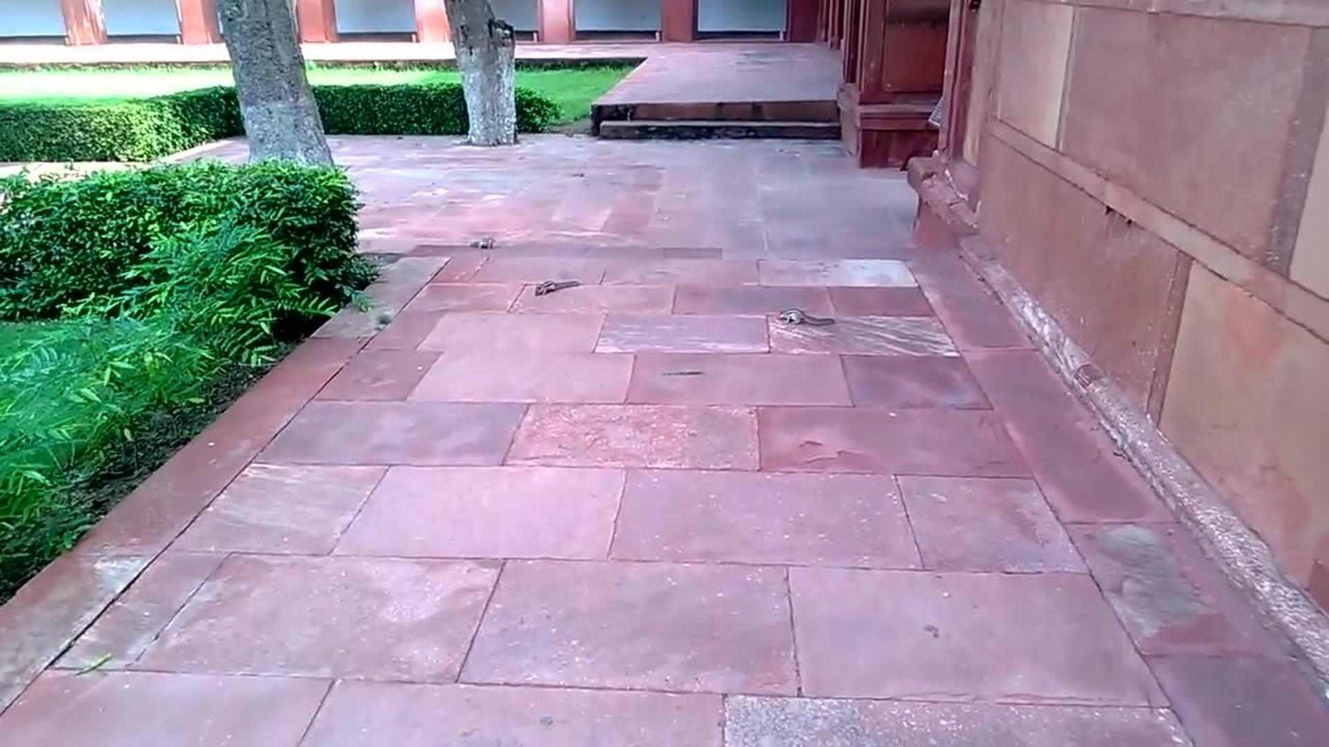 Chipmunks Attack Camera | Jukin Licensing