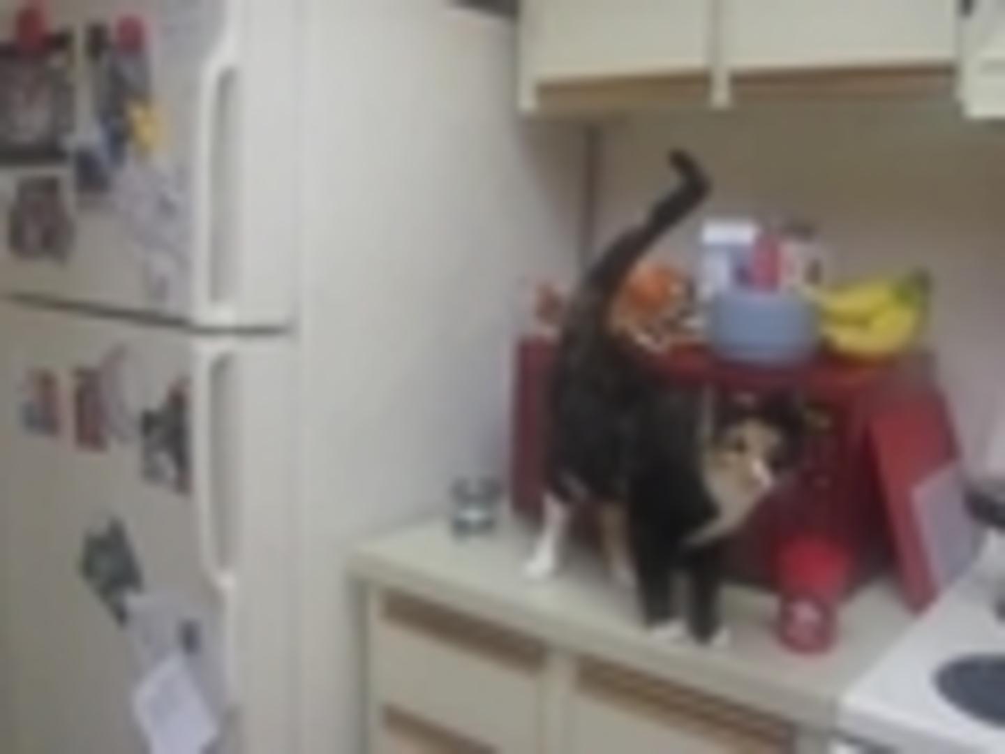 Sneaky Cat Opens Freezer and Steals Fish | Jukin Licensing
