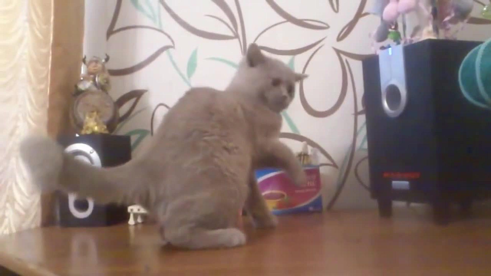 Cat Plays with Subwoofer Bass | Jukin Licensing