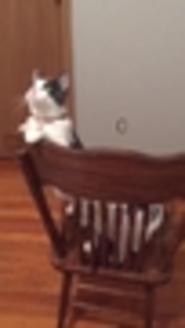 Cats Witness Ceiling Fan Spinning for First TIme | Jukin Licensing