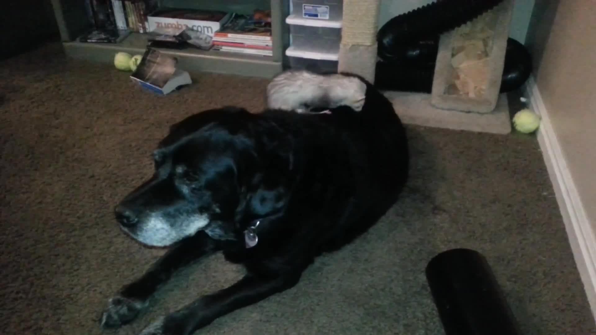 Ferret Gives Lab Massage | Jukin Licensing