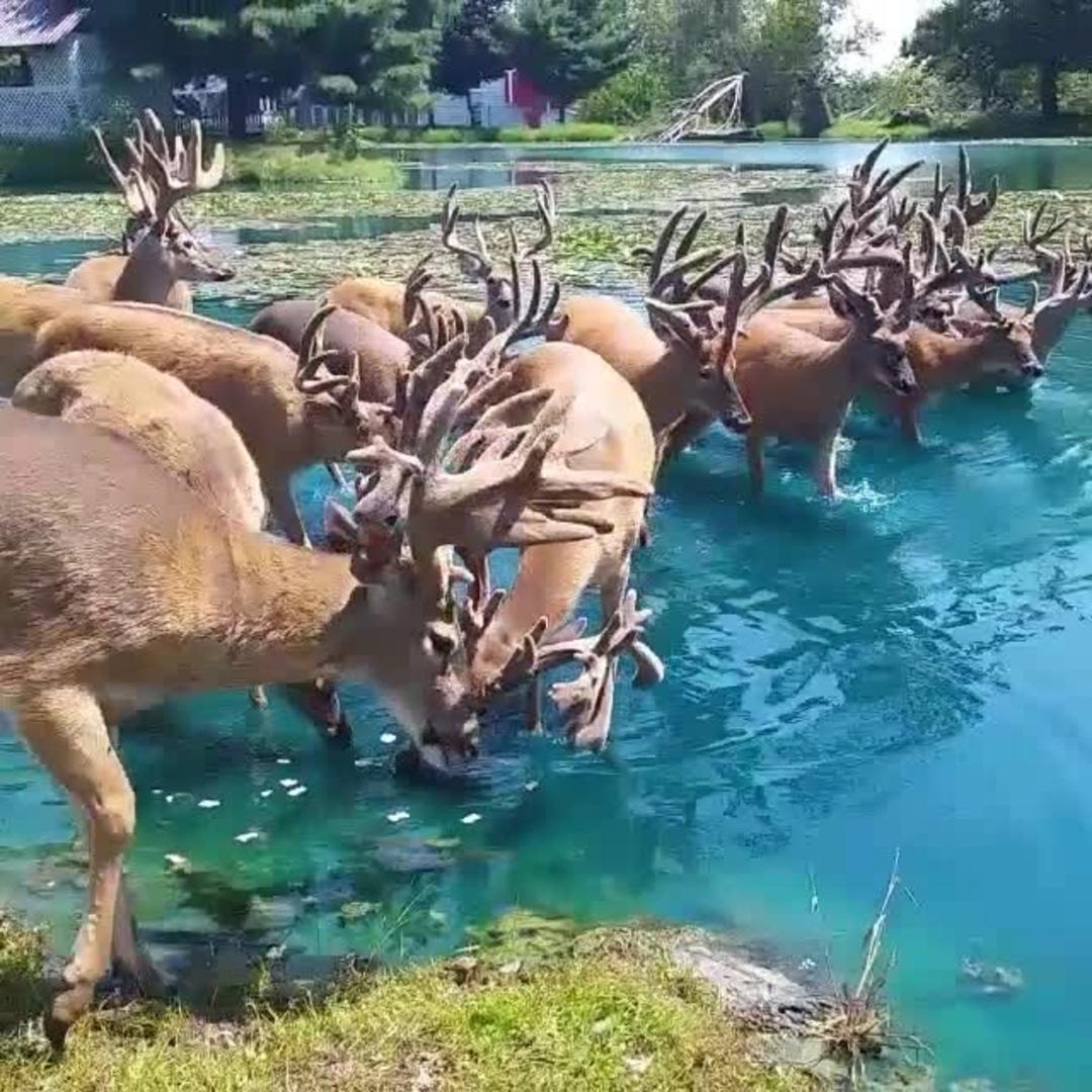 Deers Walking in Blue Water | Jukin Media Inc