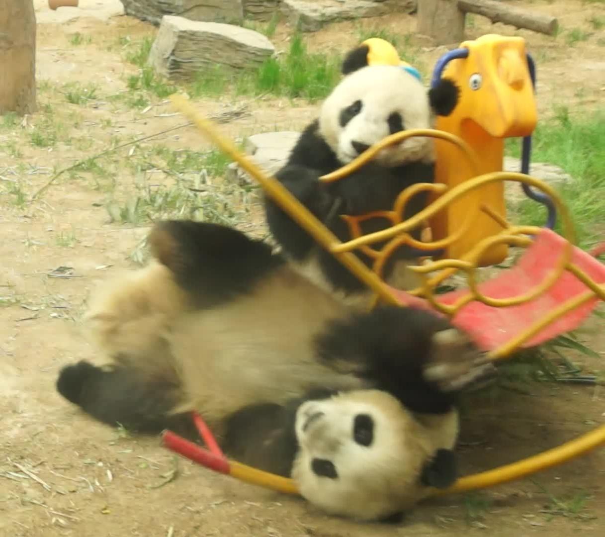 Panda Plays on Swing | Jukin Media Inc