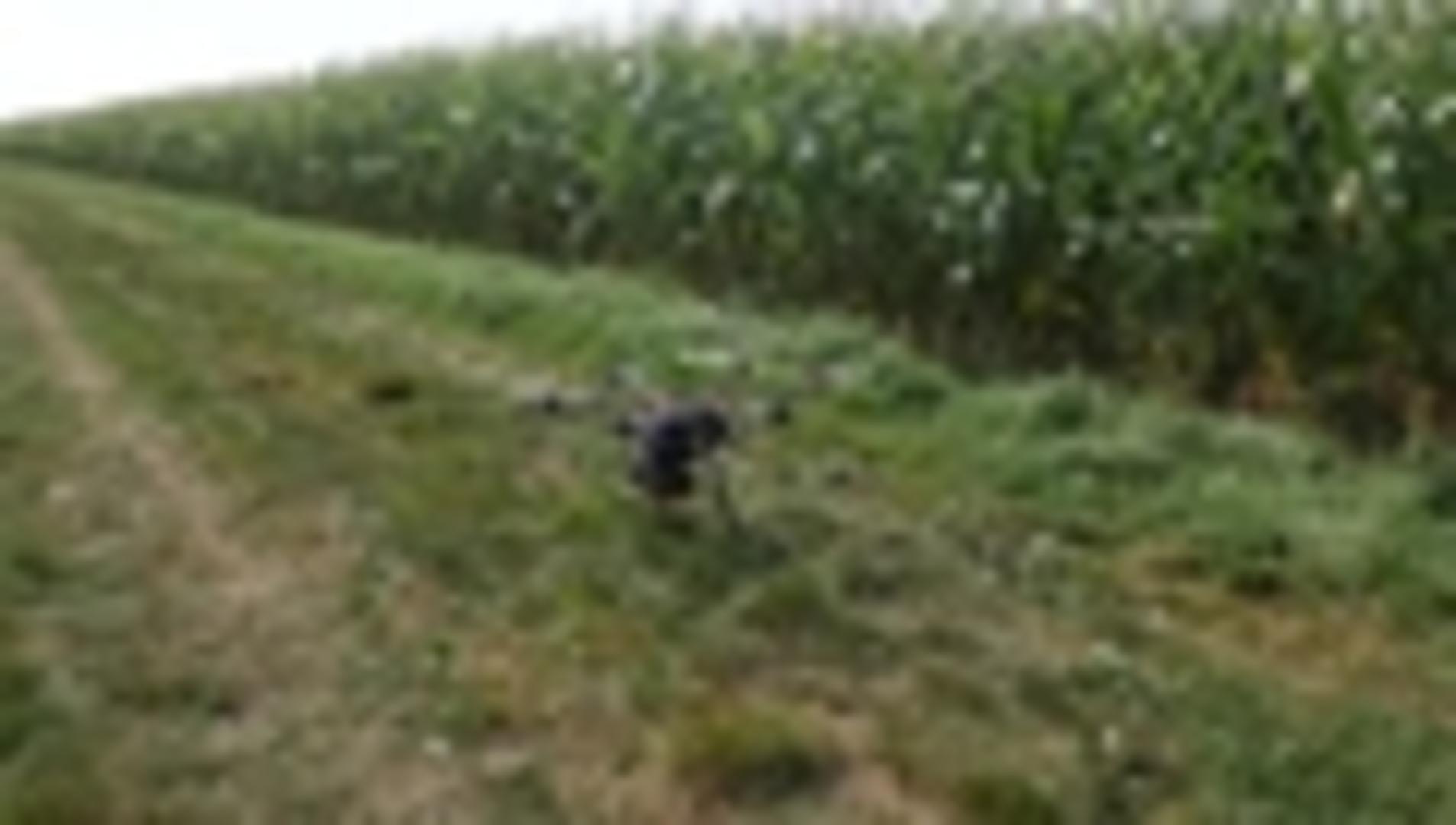 Drone Crashes into Corn Field after Parachute Fail | Jukin Licensing