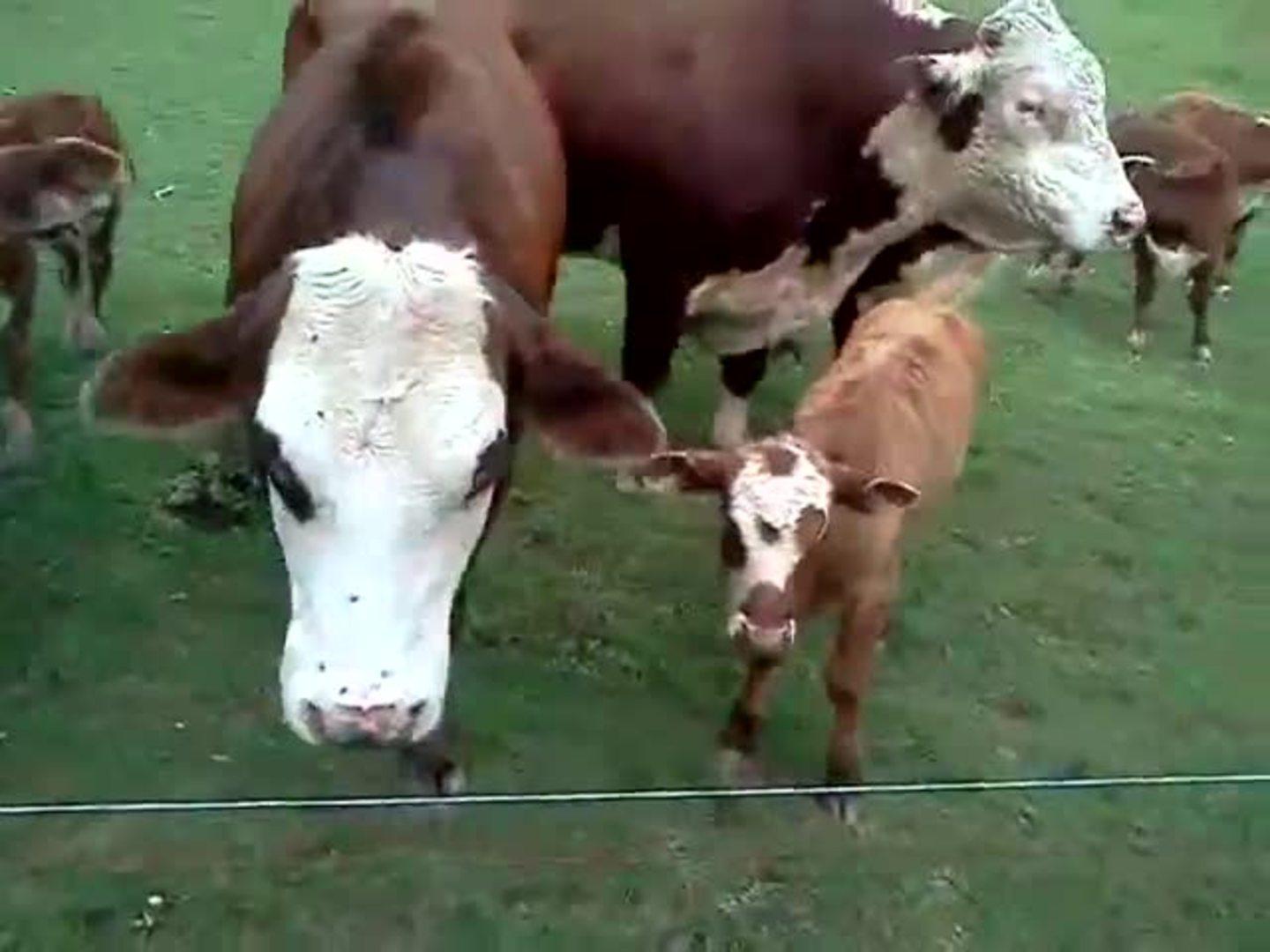 Screaming Cow | Jukin Licensing