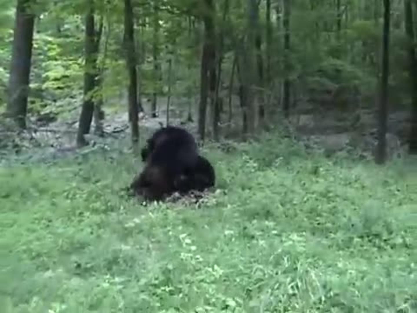 Bear Gets Hit in Nuts While Playing With Water Tank | Jukin Media Inc