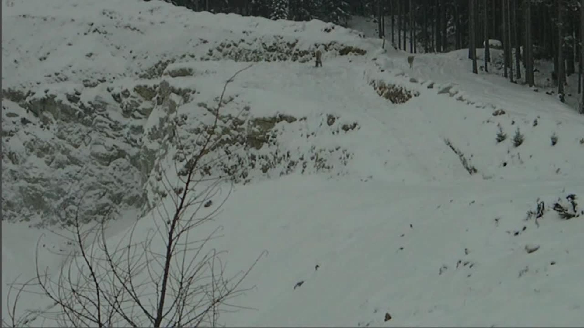 Lucky Deer Narrowly Escapes Explosion | Jukin Licensing