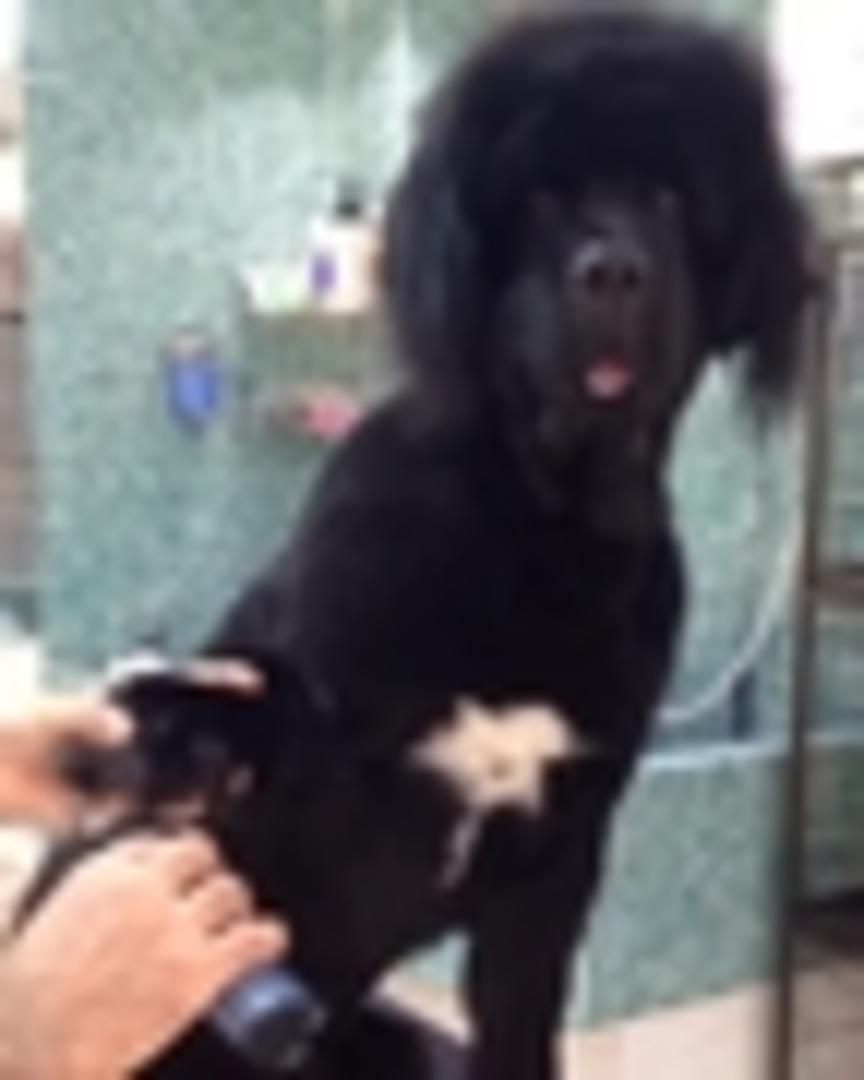 Dog Gets Nails Clipped | Jukin Licensing