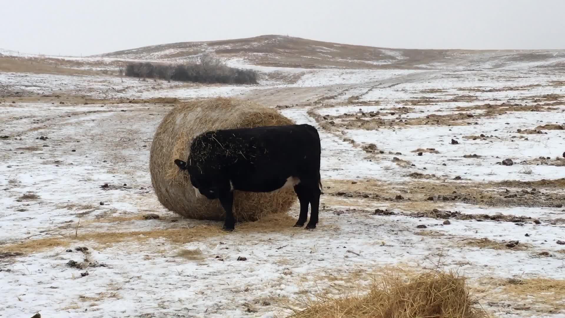 Cow Rolls Hay Across Snow | Jukin Media Inc