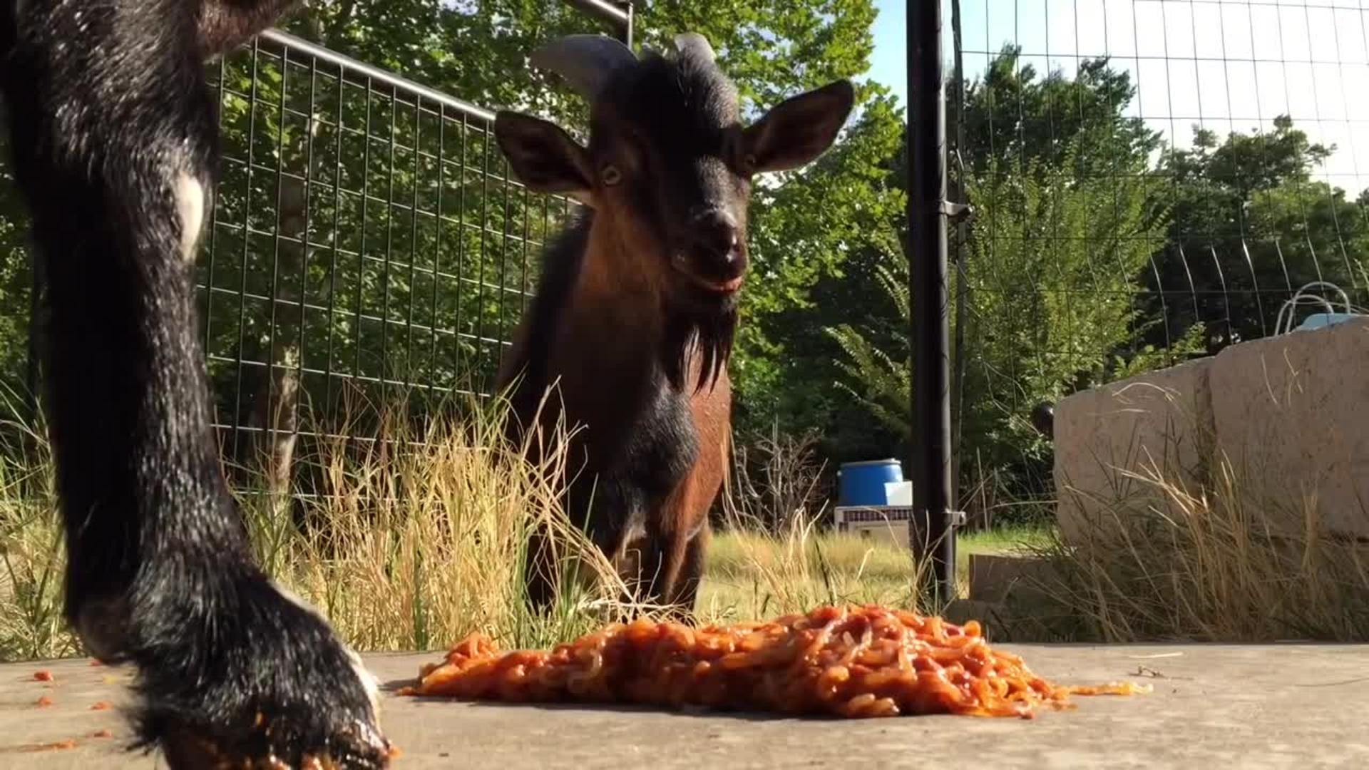 Goats Eat Leftover Spaghetti | Jukin Licensing